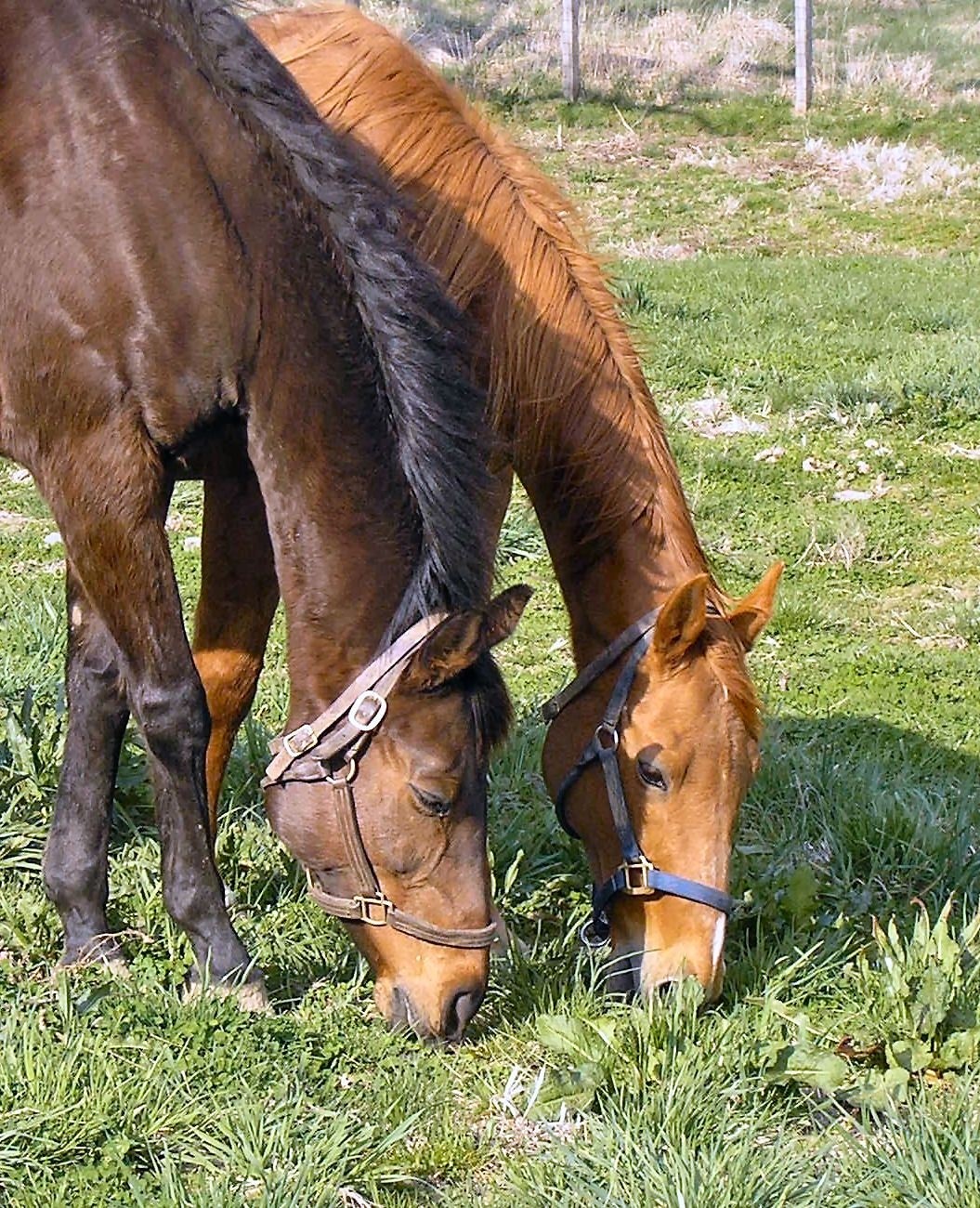 don-t-horse-around-with-lymphoma-lymphoma-canada